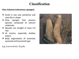 Porifera phylum | PDF