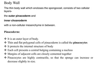 Porifera phylum | PDF