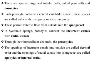 Porifera phylum | PDF