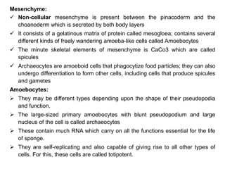 Porifera phylum | PDF