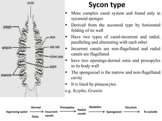 Scypha Parts