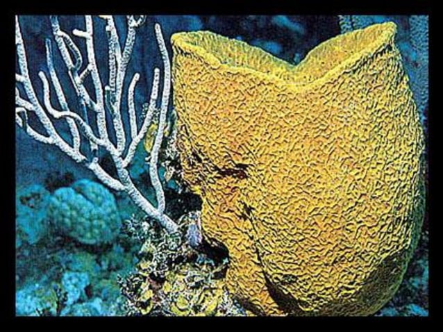 Porifera phylum
