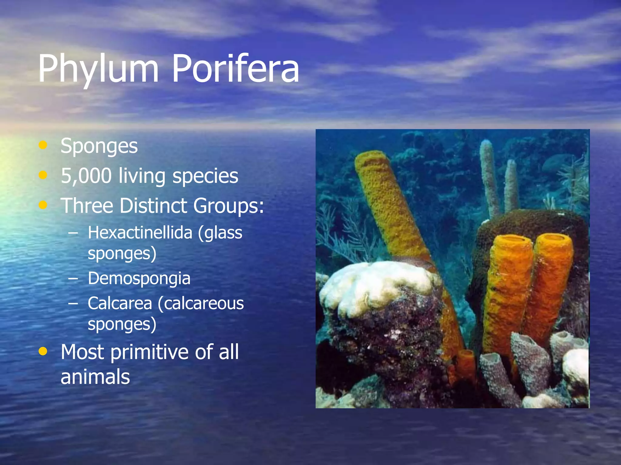 Porifera | PPT