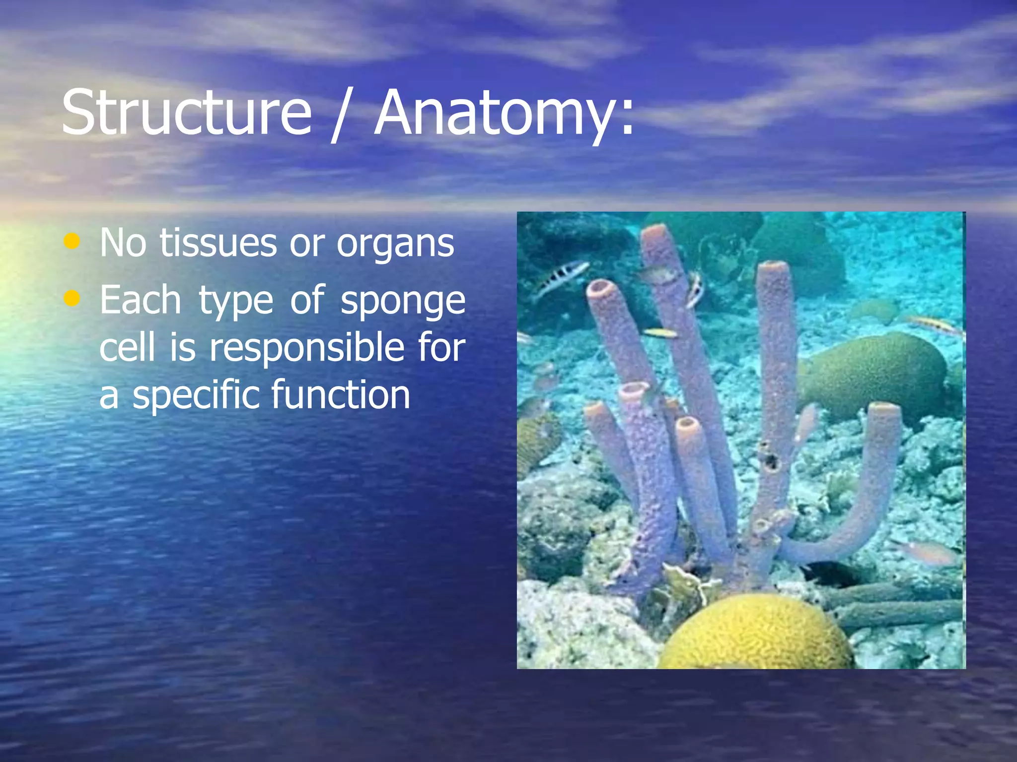 Porifera | PPT