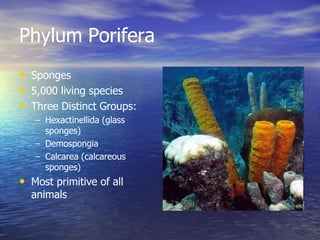 Porifera | PPTX