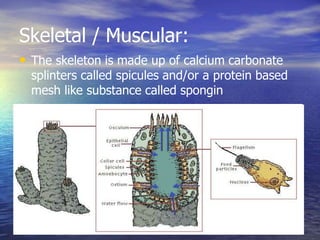 Porifera | PPTX