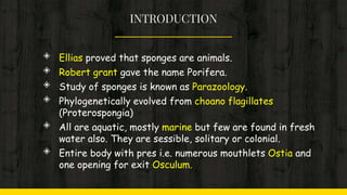 Porifera | PPTX