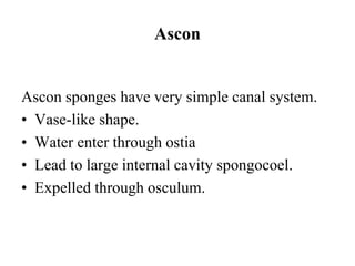 Phylum Porifera...presentation | PPT