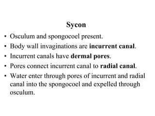 Phylum Porifera...presentation | PPT