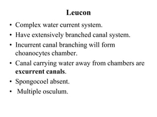 Phylum Porifera...presentation | PPT