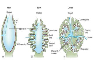 Phylum Porifera...presentation | PPT