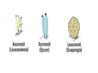 Phylum Porifera...presentation | PPT