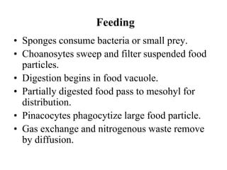 Phylum Porifera...presentation | PPT