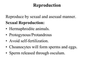 Phylum Porifera...presentation | PPT