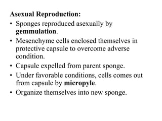 Phylum Porifera...presentation | PPT