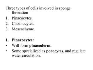 Phylum Porifera...presentation | PPT