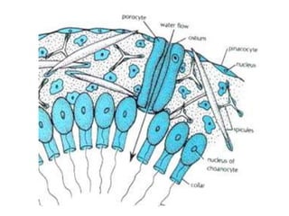 Phylum Porifera...presentation | PPT