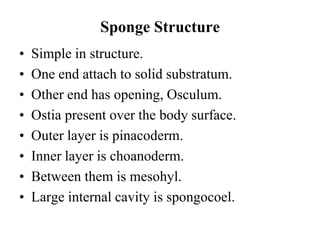Phylum Porifera...presentation | PPT