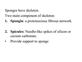 Phylum Porifera...presentation | PPT