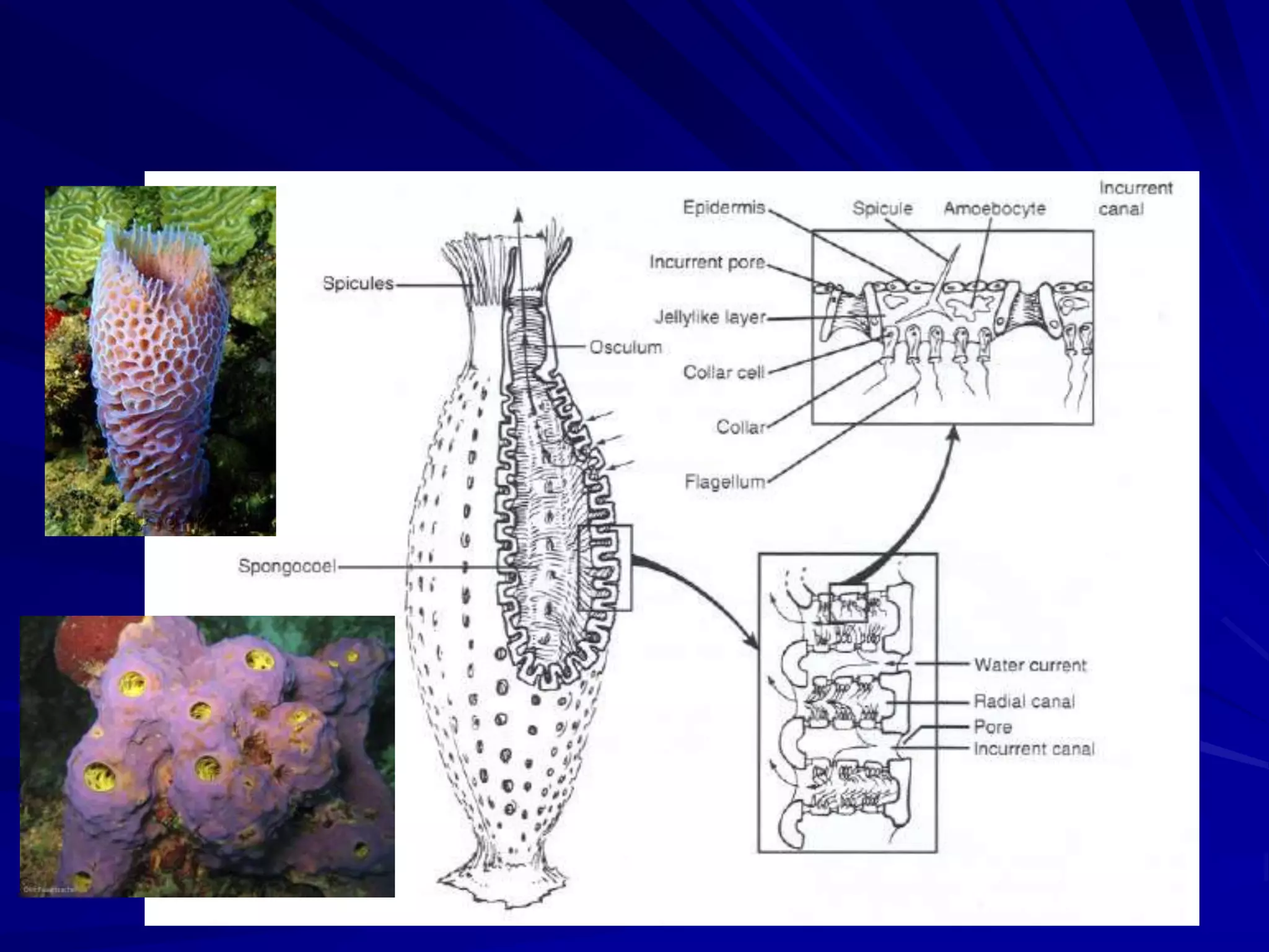 Porifera.ppt