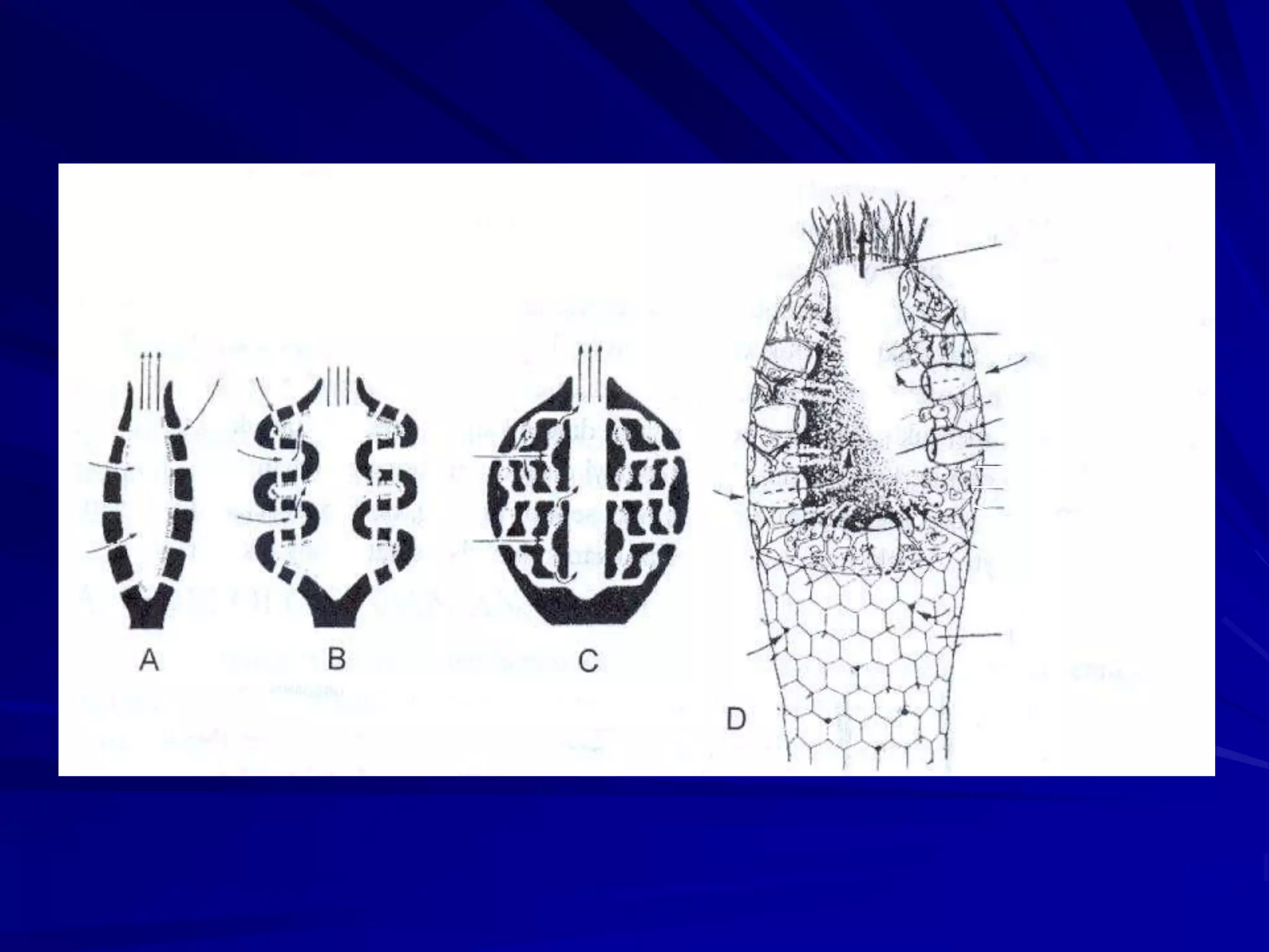 Porifera.ppt