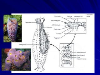 Porifera.ppt