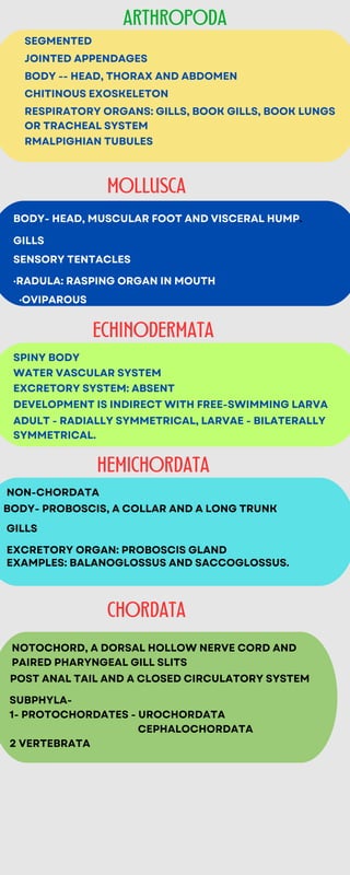 Animal kingdom.pdf. Ingographic presentation | PDF