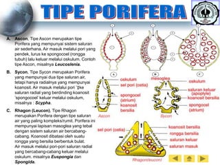porifera biologi kelas 8 mts kurikulum 2013.ppt