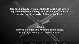 Porifera-Introduction-to-Zoology-and-Botany | PPTX