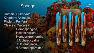 Porifera-Introduction-to-Zoology-and-Botany | PPTX | Biological ...