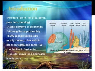type study general characterstics of Porifera.ppt