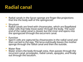 type study general characterstics of Porifera.ppt