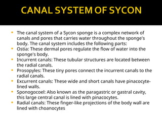 type study general characterstics of Porifera.ppt