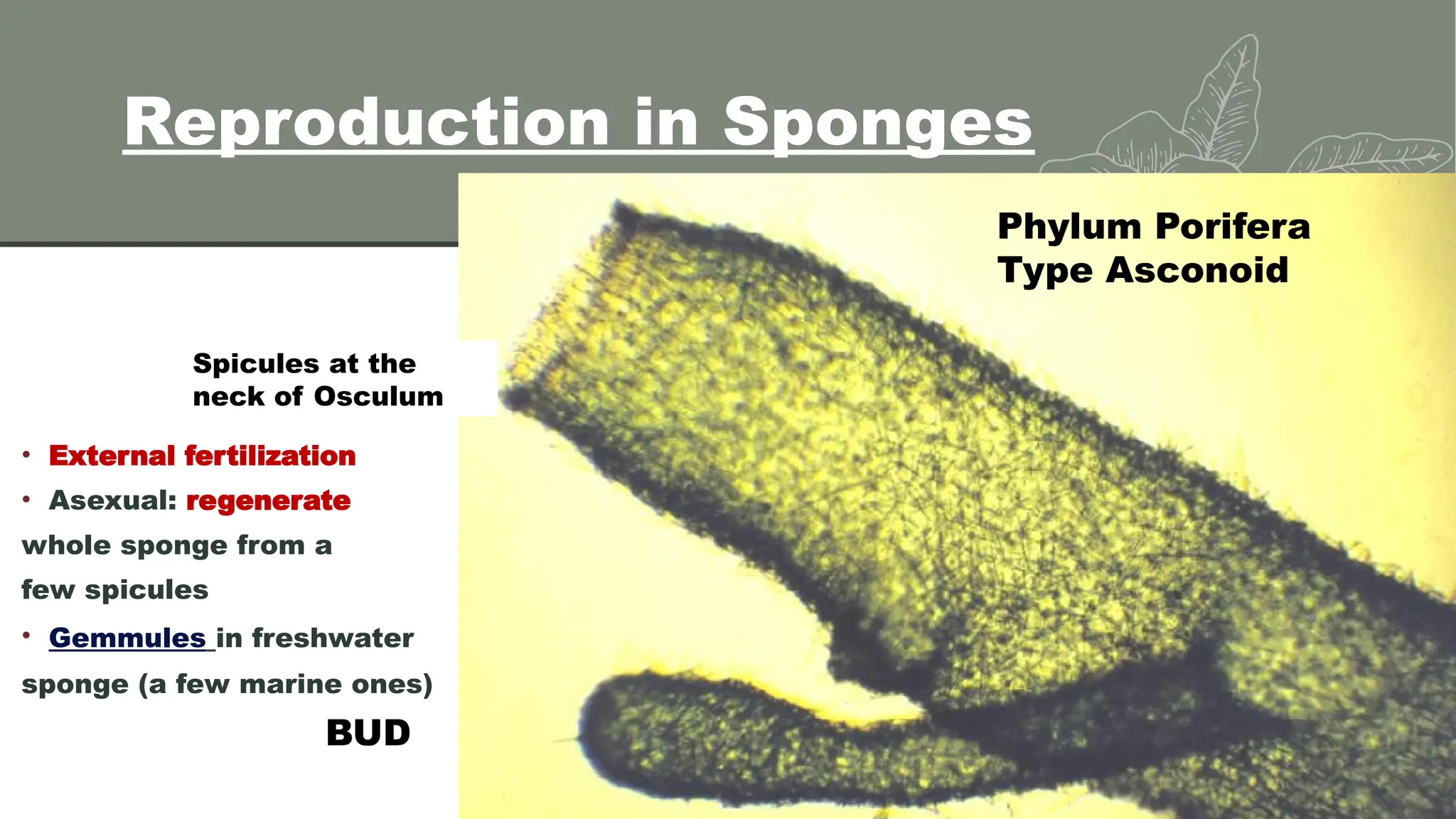 Reproduction in Porifera (types of sponges).pptx