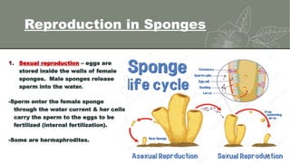 Reproduction in Porifera (types of sponges).pptx