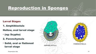 Reproduction in Porifera (types of sponges).pptx
