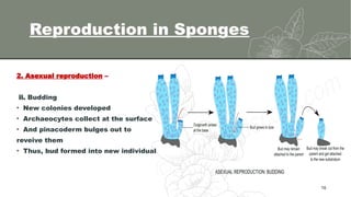 Reproduction in Porifera (types of sponges).pptx