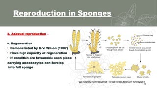 Reproduction in Porifera (types of sponges).pptx
