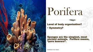 Reproduction in Porifera (types of sponges).pptx