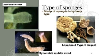 Reproduction in Porifera (types of sponges).pptx