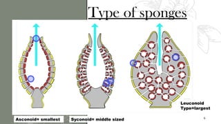Reproduction in Porifera (types of sponges).pptx