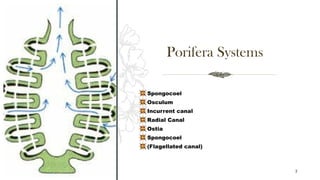 Reproduction in Porifera (types of sponges).pptx