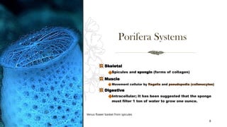 Reproduction in Porifera (types of sponges).pptx