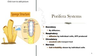 Reproduction in Porifera (types of sponges).pptx