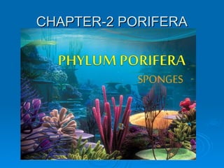 chapter two: phylum Porifera (Sponges).ppt