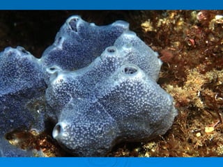 chapter two: phylum Porifera (Sponges).ppt