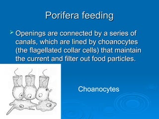 chapter two: phylum Porifera (Sponges).ppt