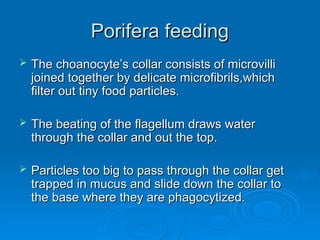 chapter two: phylum Porifera (Sponges).ppt