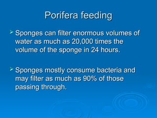 chapter two: phylum Porifera (Sponges).ppt