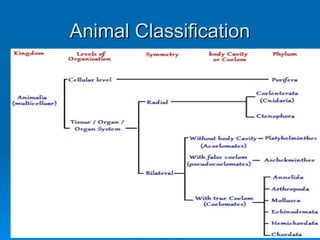 chapter two: phylum Porifera (Sponges).ppt